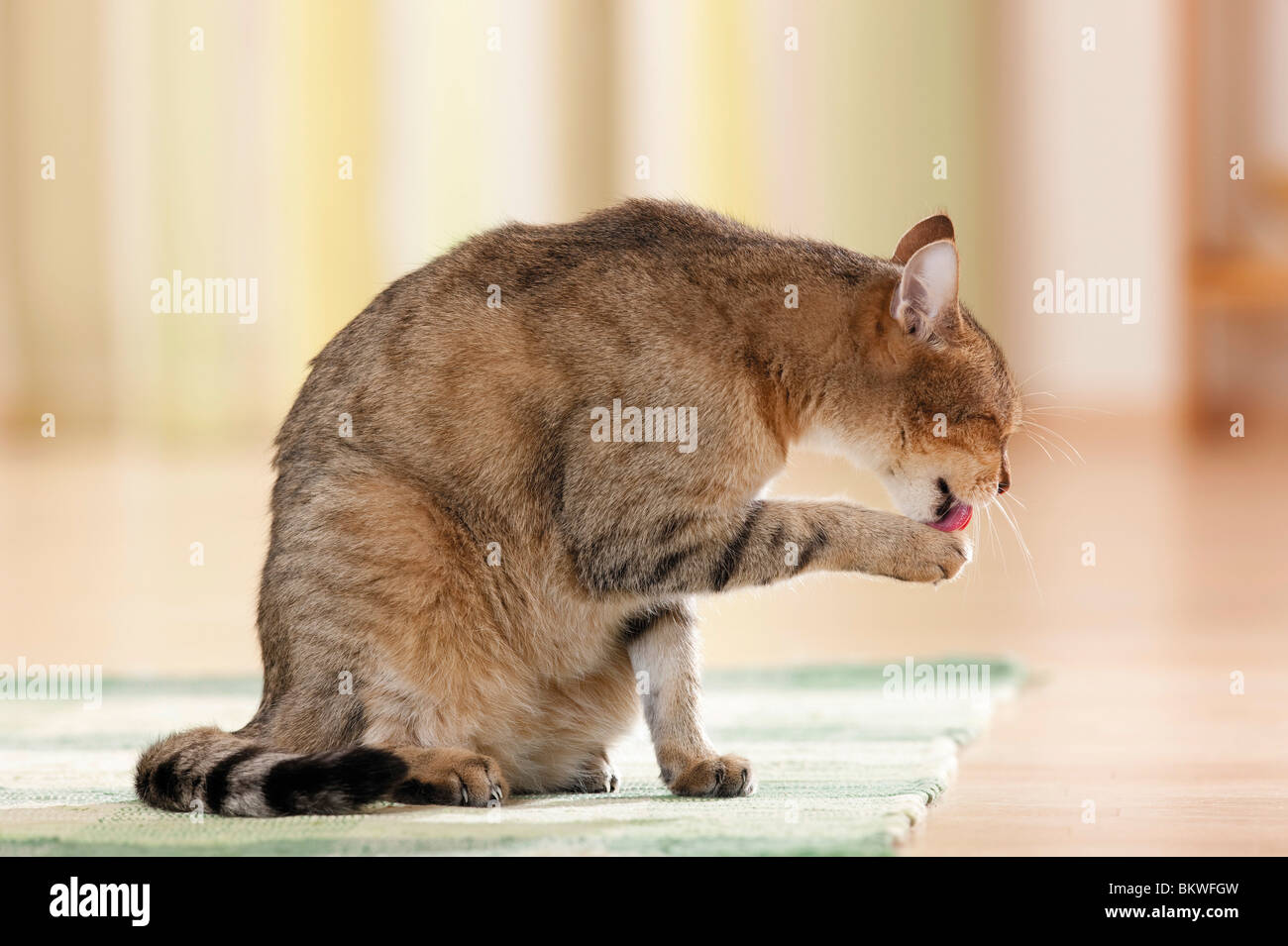 domestic cat preening itself Stock Photo - Alamy