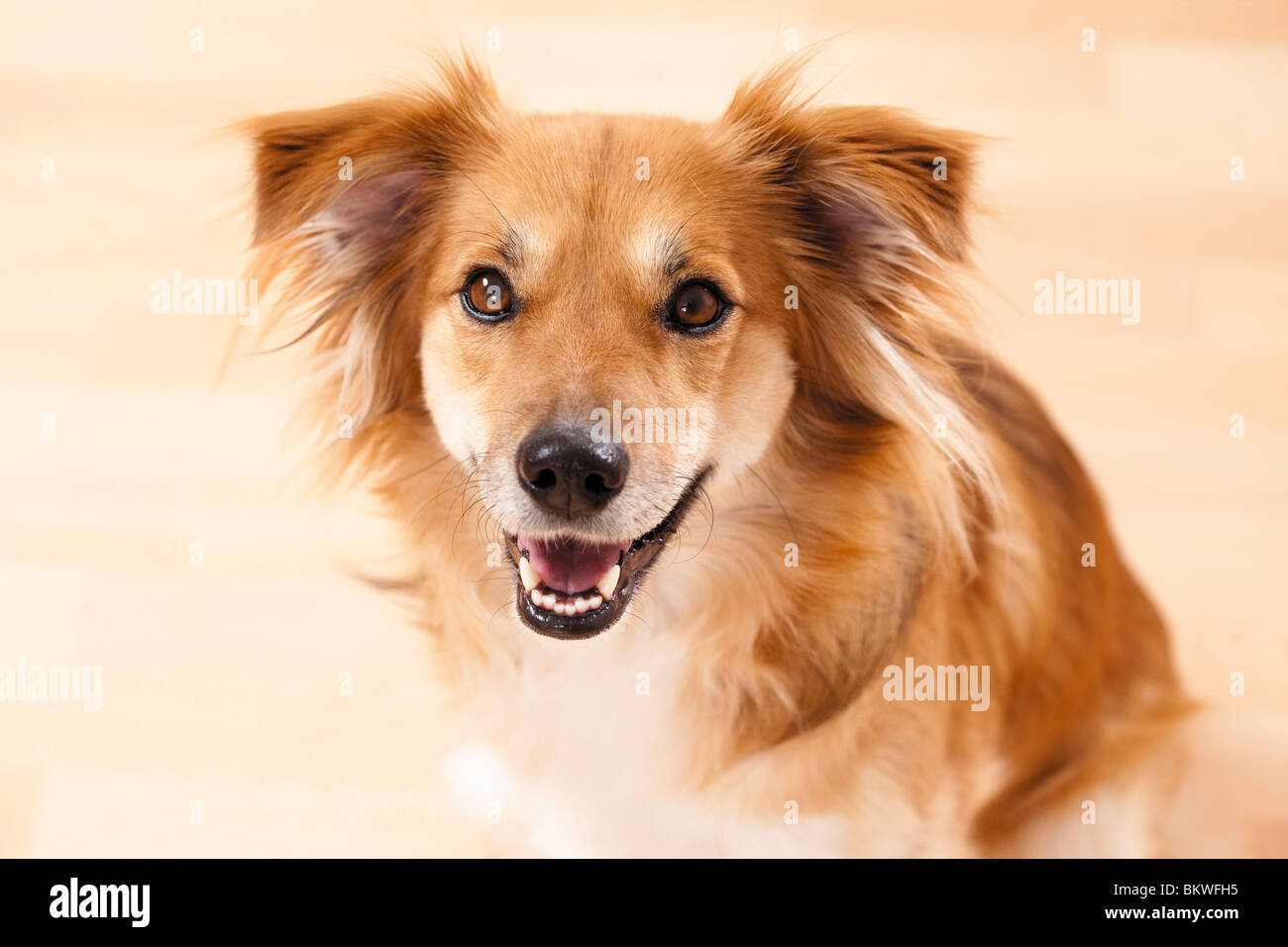 Mixed-breed dog. Portrait of adult Stock Photo - Alamy
