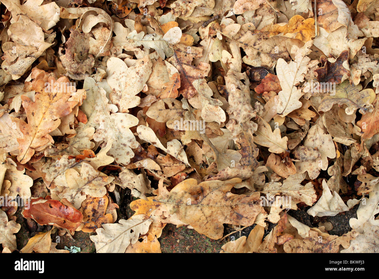 Colourful dry Autumn leaves on the ground Stock Photo - Alamy