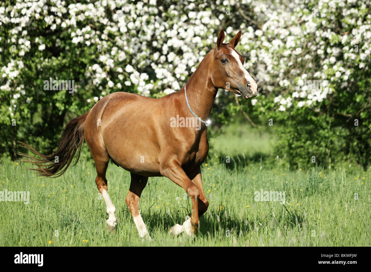 Achal tekkiner hi-res stock photography and images - Alamy