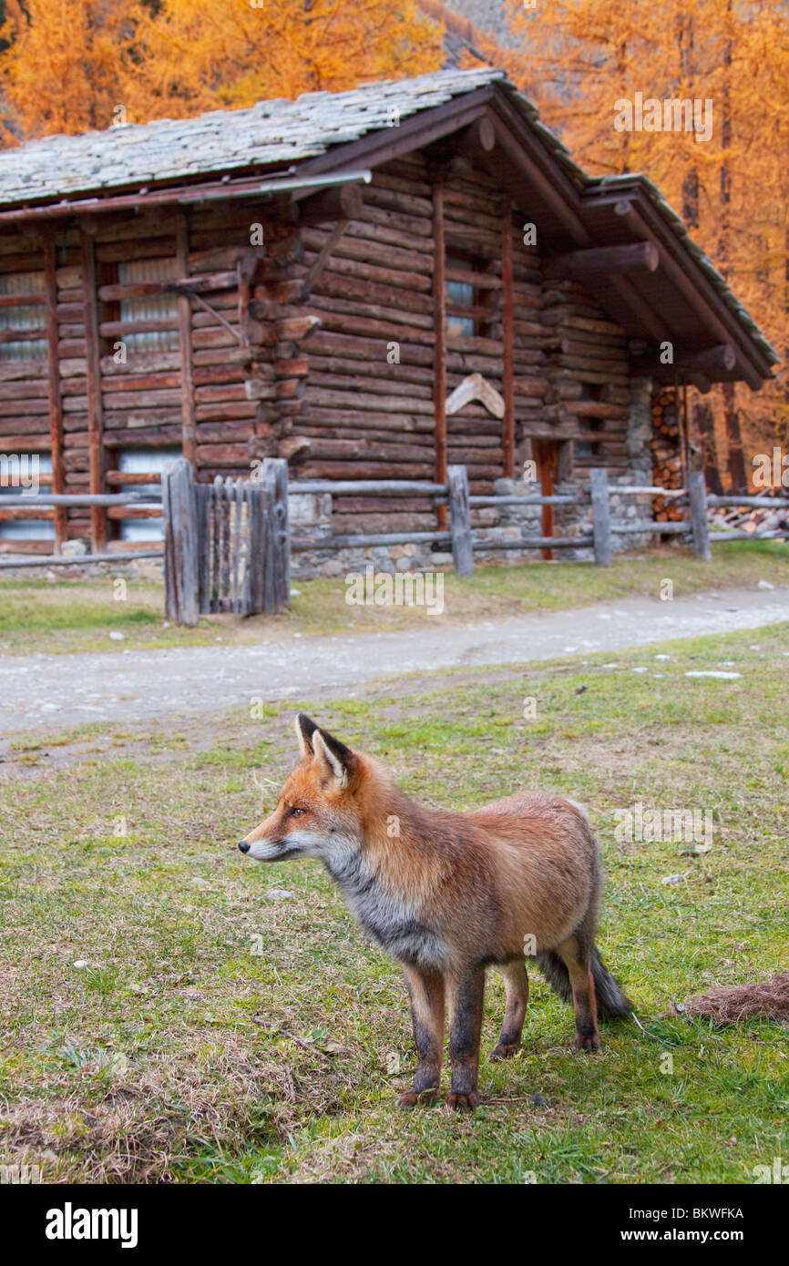 Red Fox standing wooden house / Vulpes vulpes Stock Photo - Alamy