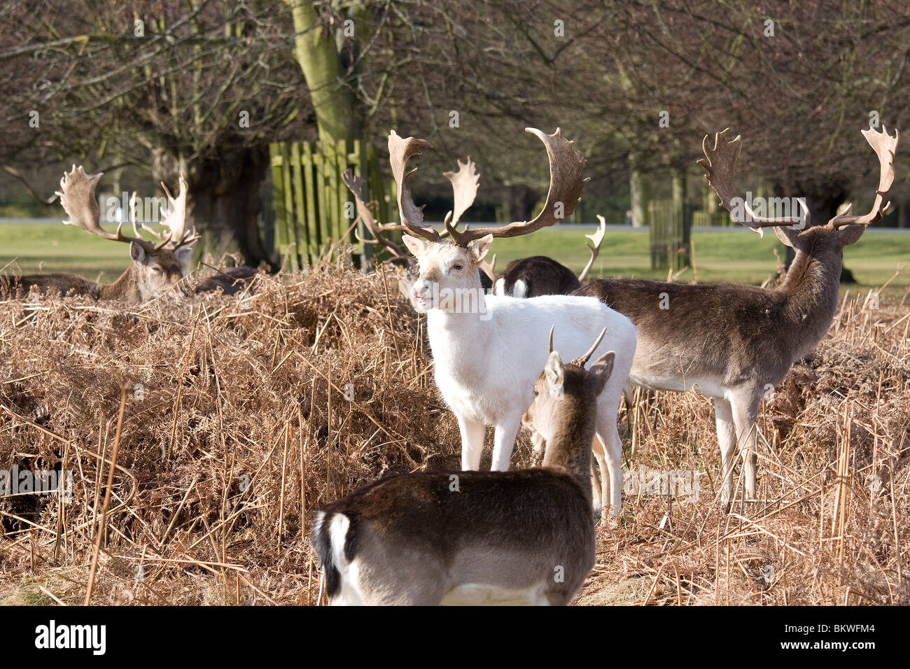 A white fallow stag (Dama dama Stock Photo - Alamy