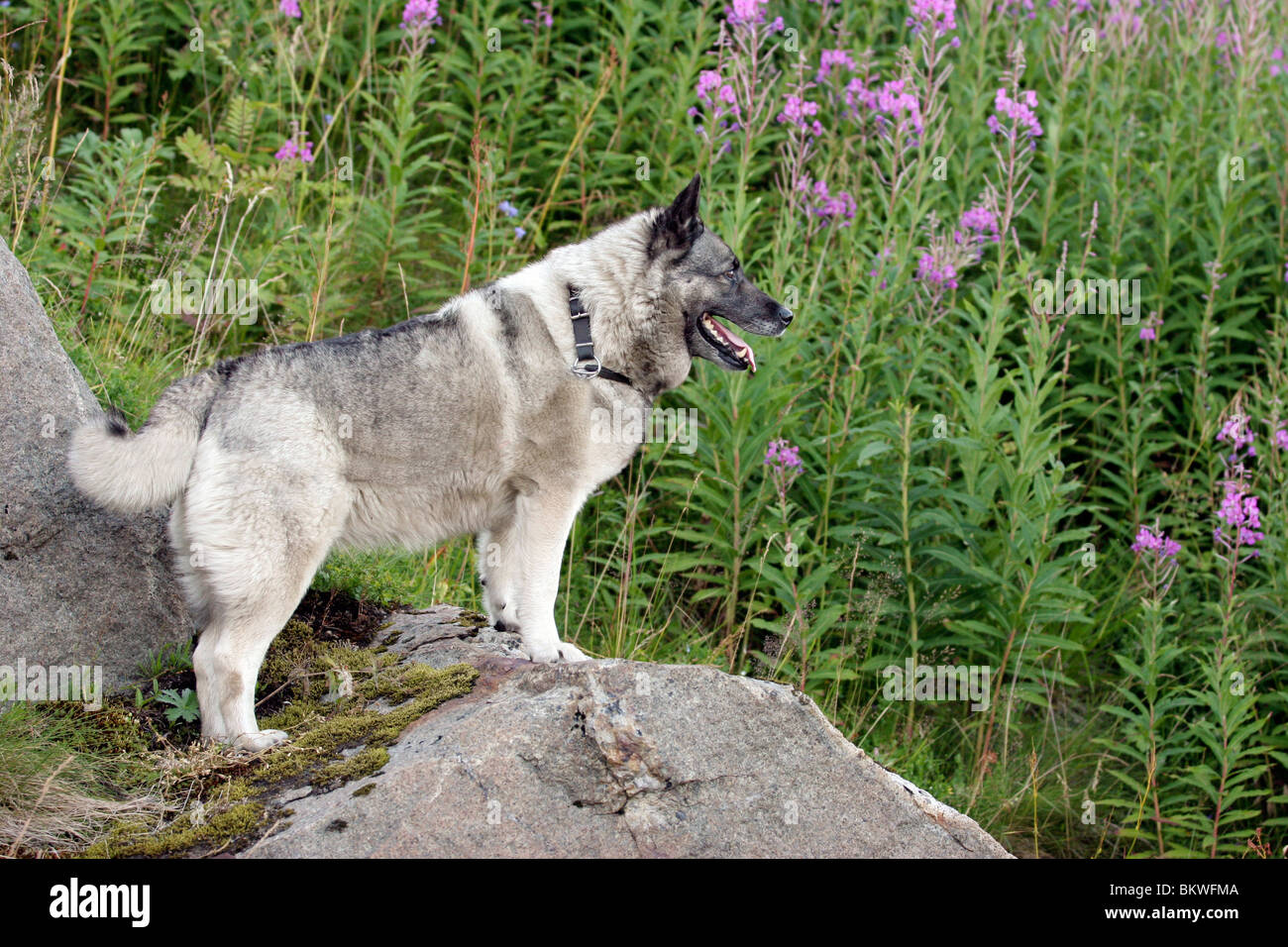 Norwegian Elkhound dog standing rock Stock Photo - Alamy