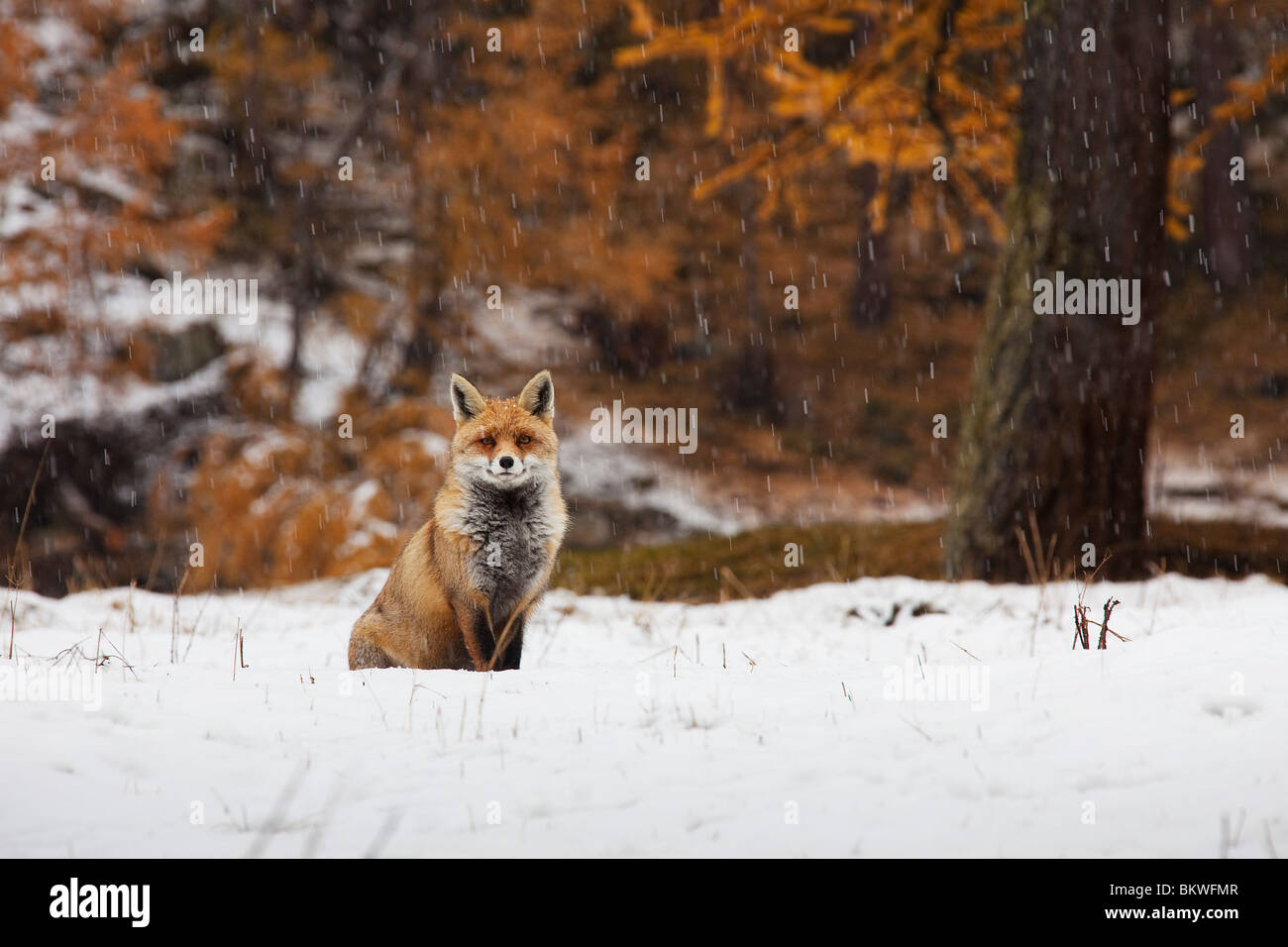 Red fox snow hi-res stock photography and images - Alamy