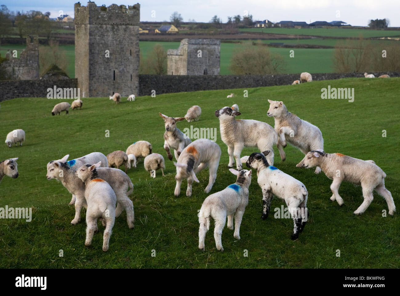 Gamboling lambs hi-res stock photography and images - Alamy