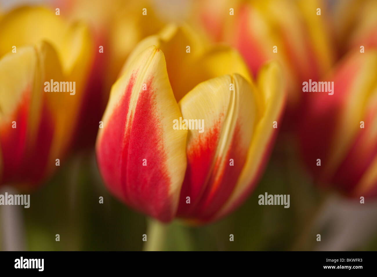 Red and yellow variegated tulips closeup Stock Photo - Alamy