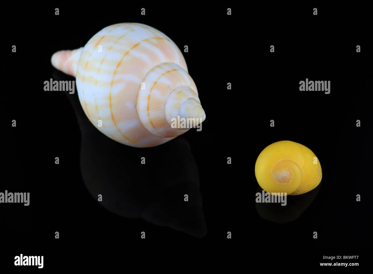 Shell on a reflective black background Stock Photo - Alamy