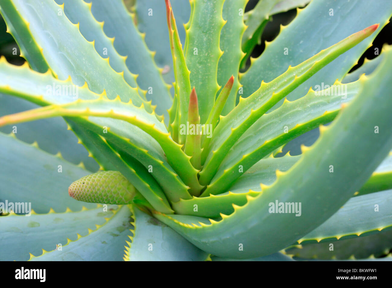 Krantz Aloe (Aloe arborescens) in Kirstenbosch National Botanical ...