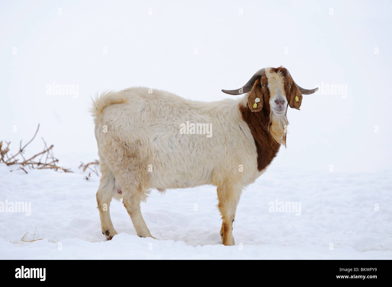 Goat standing snow hi-res stock photography and images - Alamy