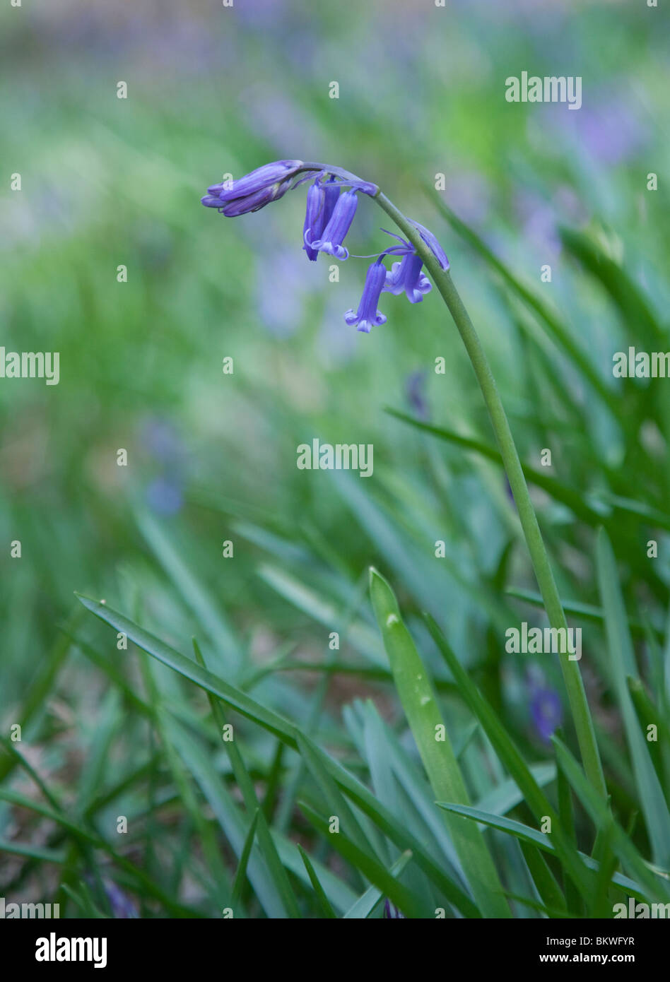 Single English Bluebell Flower Blue High Resolution Stock Photography ...