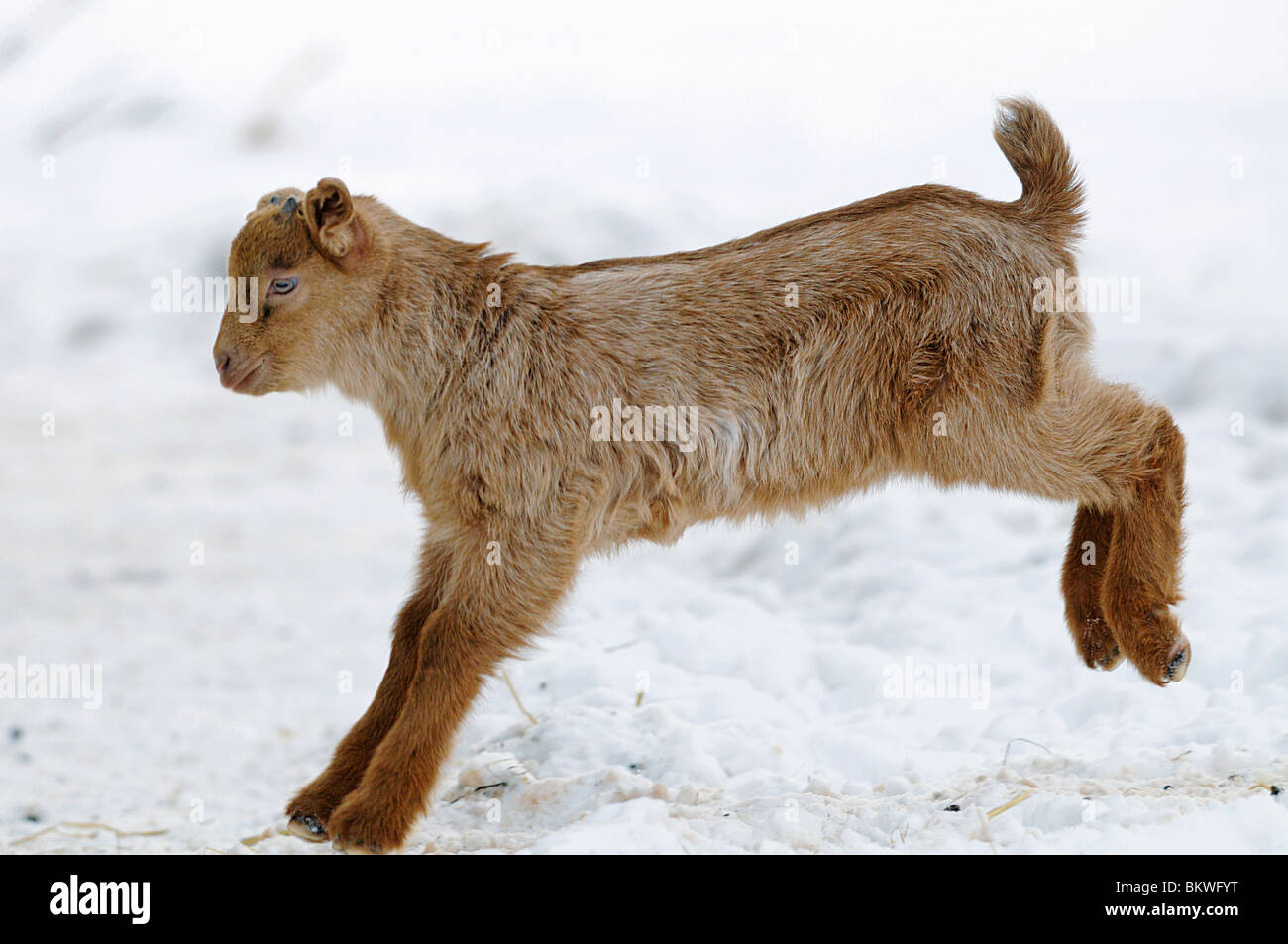 goat cub jumping snow Stock Photo - Alamy