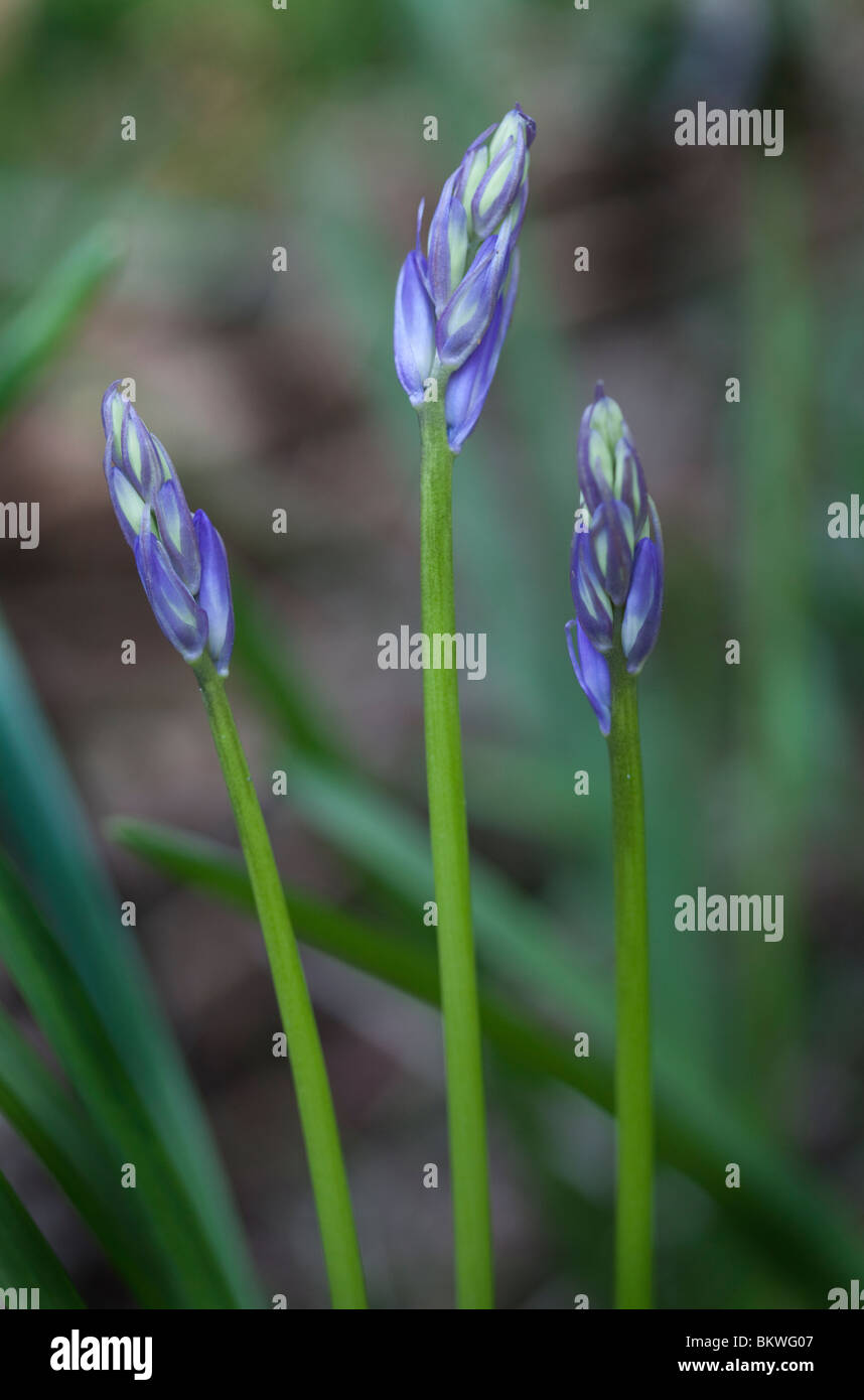 Three Bluebell buds in woodland Stock Photo - Alamy