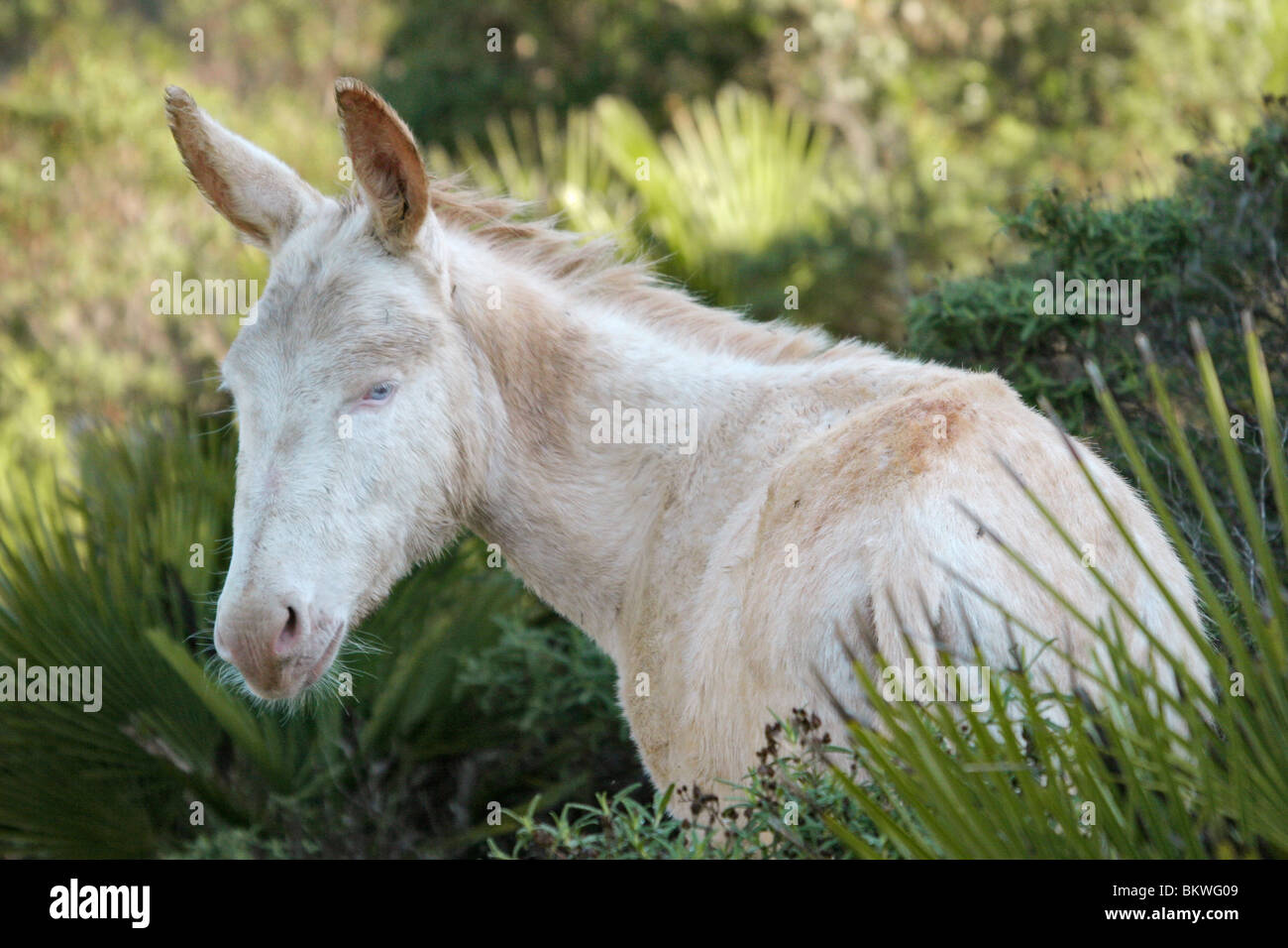 White donkey hi-res stock photography and images - Alamy