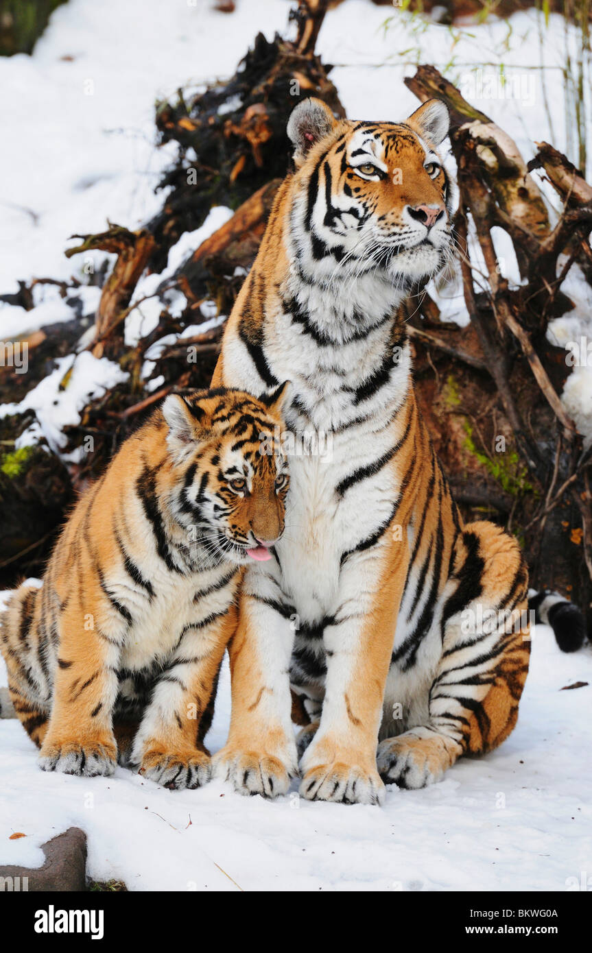 White Siberian Tiger Cubs In Snow