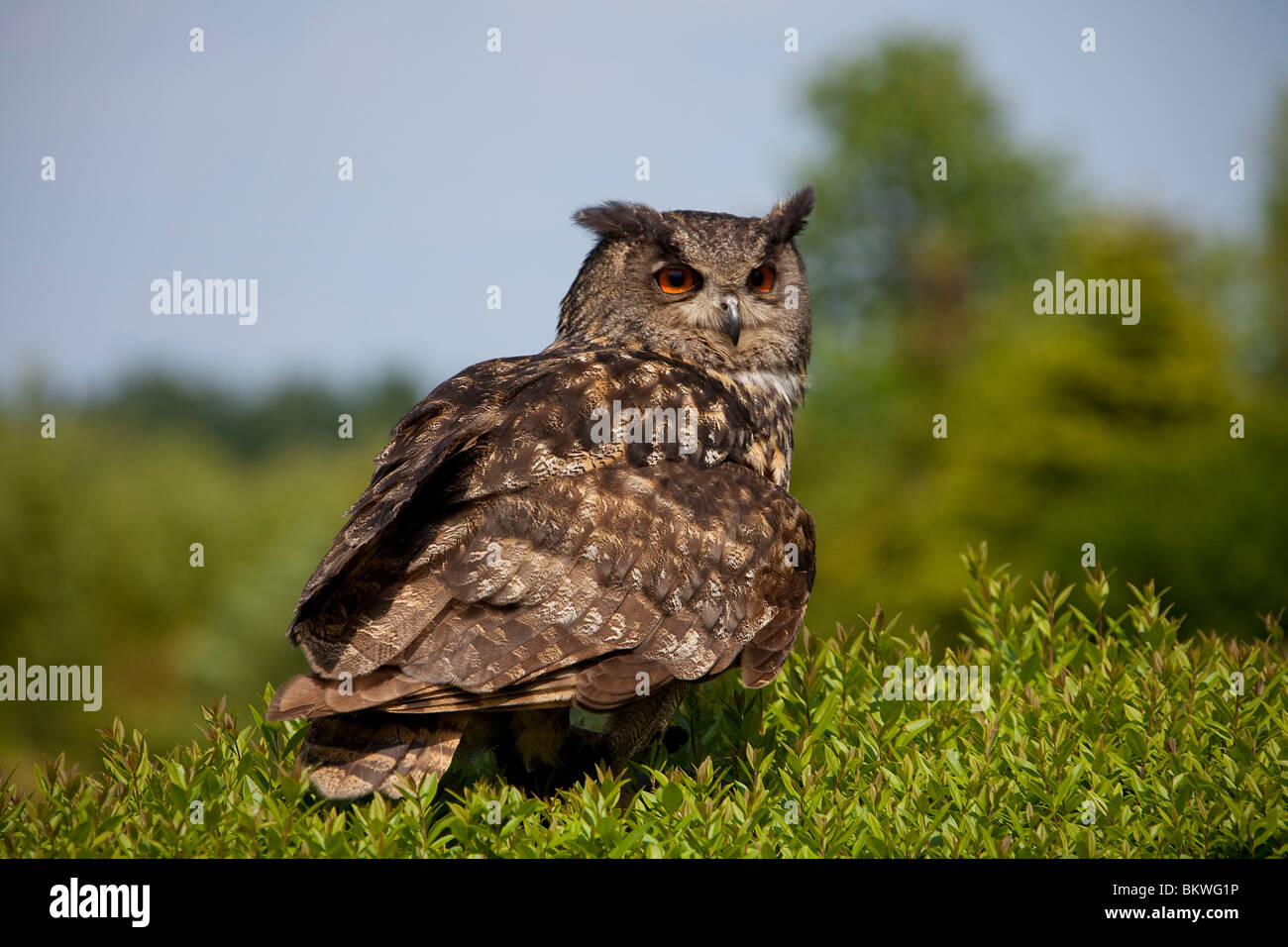 Owl bubo bubo eagle owl hi-res stock photography and images - Alamy
