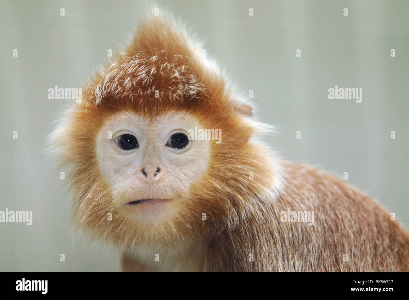 East Javan Lutung (Trachypithecus auratus auratus), portrait Stock ...