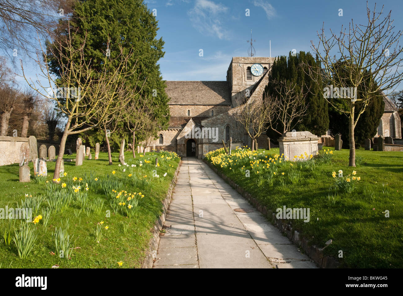 Spring daffodils at All Saints parish church in Farringdon, Oxfordshire ...