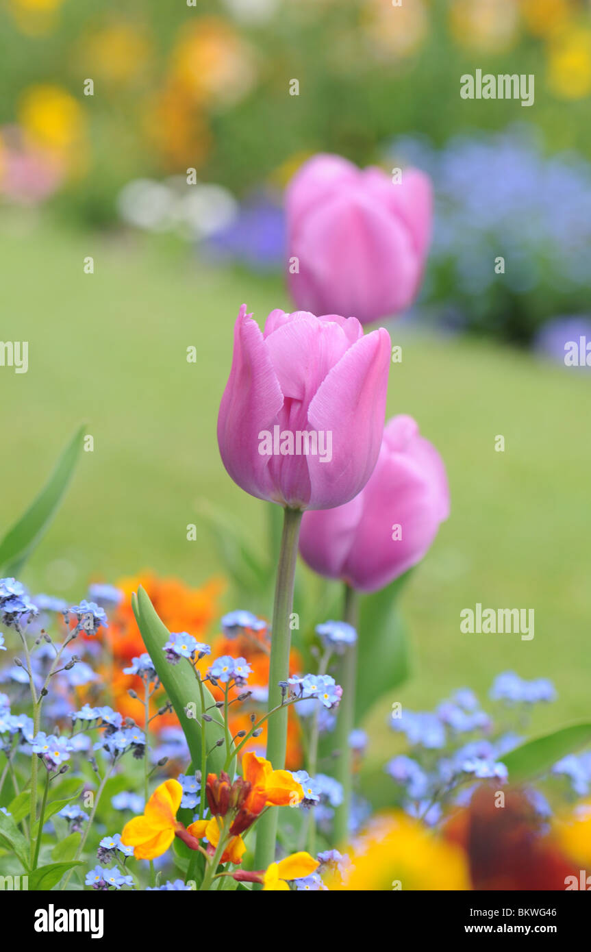 Spring bedding hi-res stock photography and images - Alamy