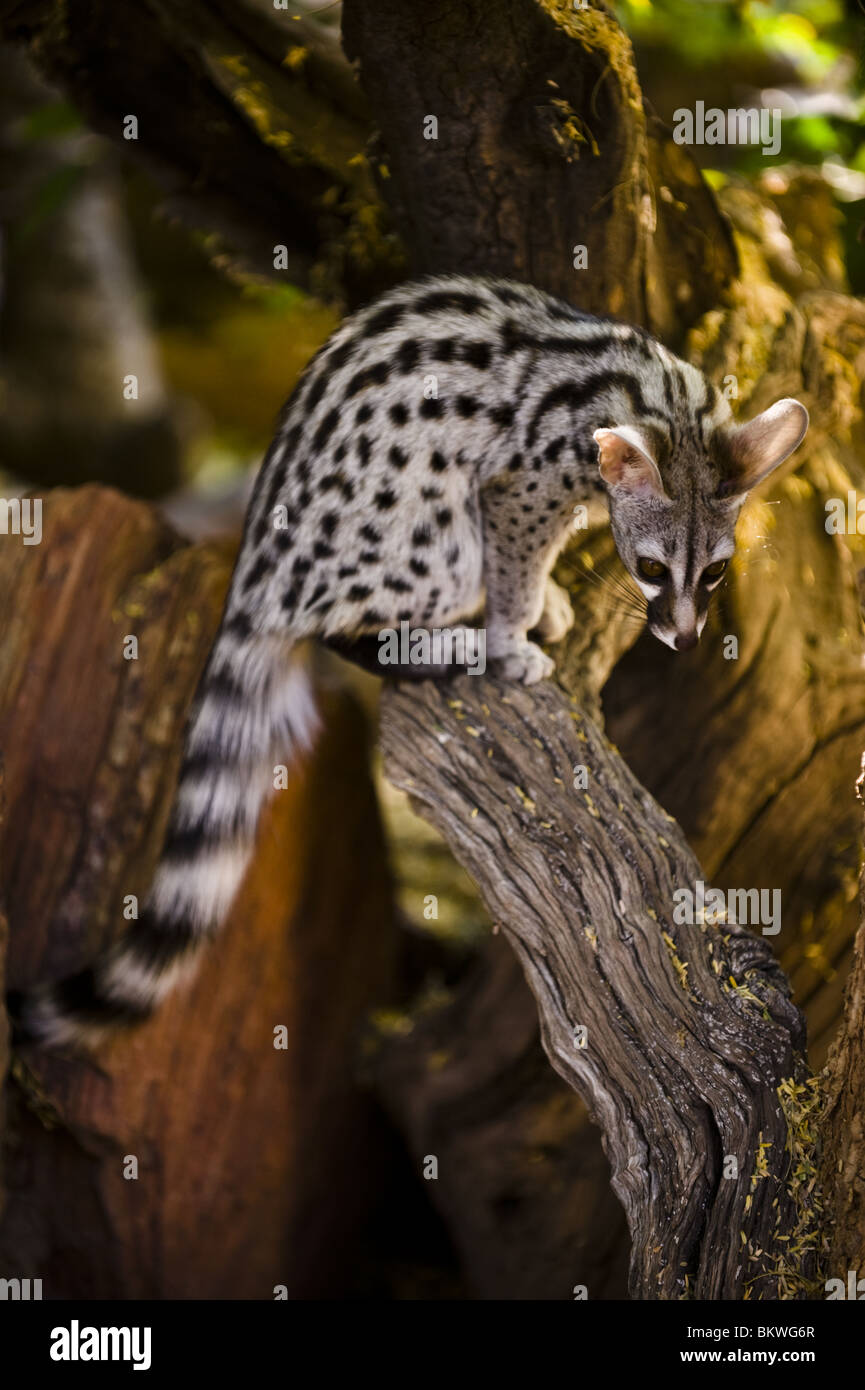 Small spotted genet, Damaraland, Namibia Stock Photo - Alamy