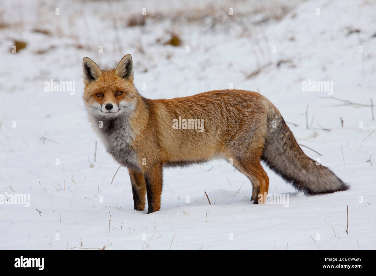 Fox standing hi-res stock photography and images - Alamy