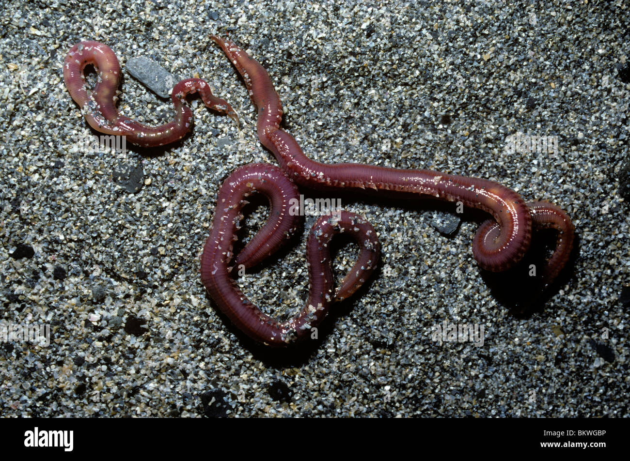 Glycera hi-res stock photography and images - Alamy