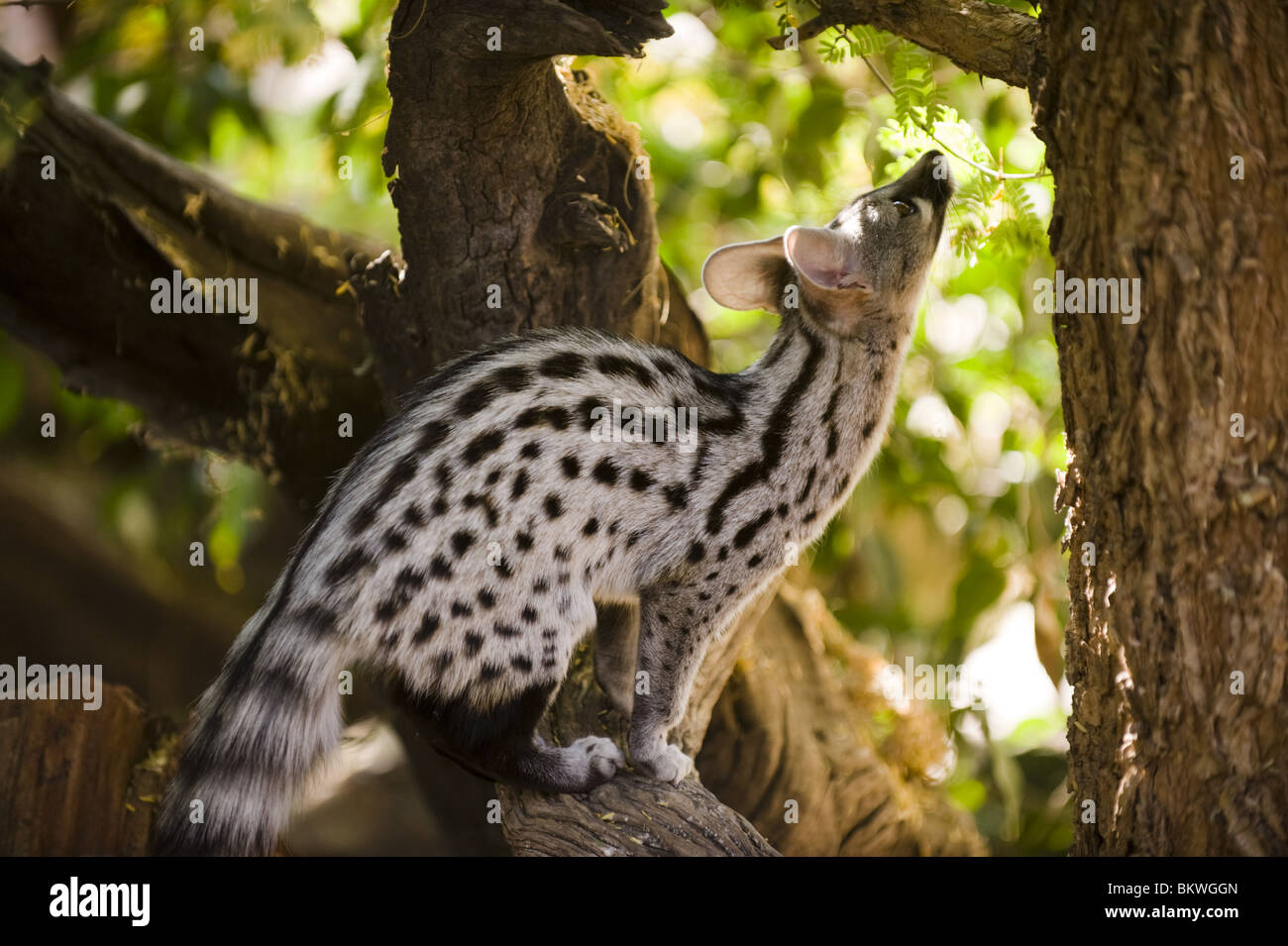 Small Spotted Genet