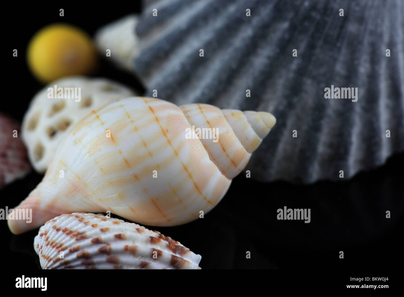 Shell on a reflective black background Stock Photo - Alamy