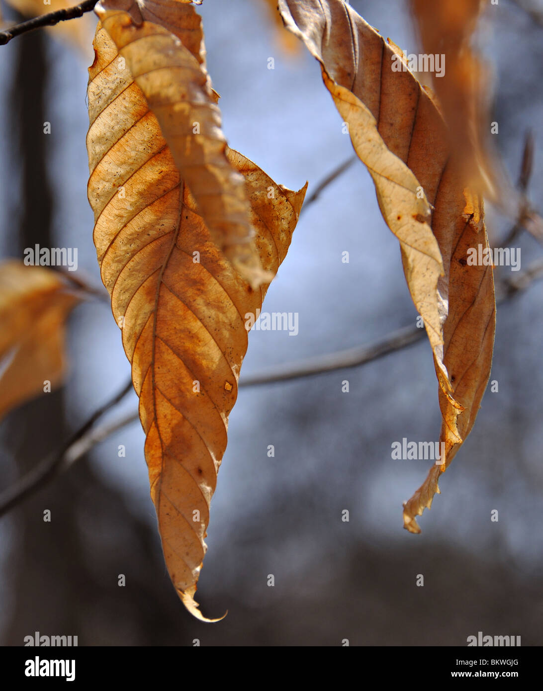Brittle Leaves High Resolution Stock Photography and Images - Alamy