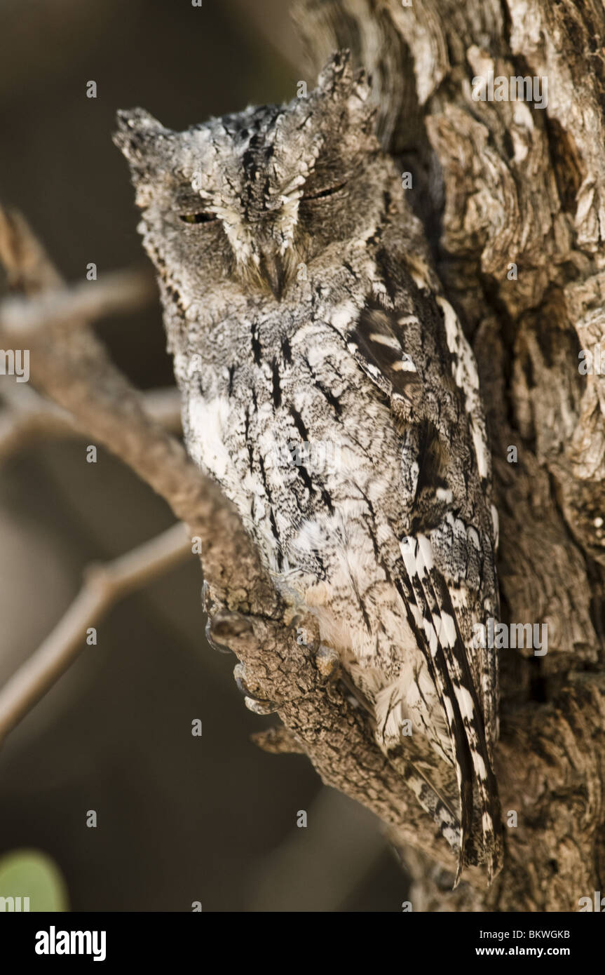 African Scops owl roosting in a tree, Hobatere, Damaraland, kunene ...