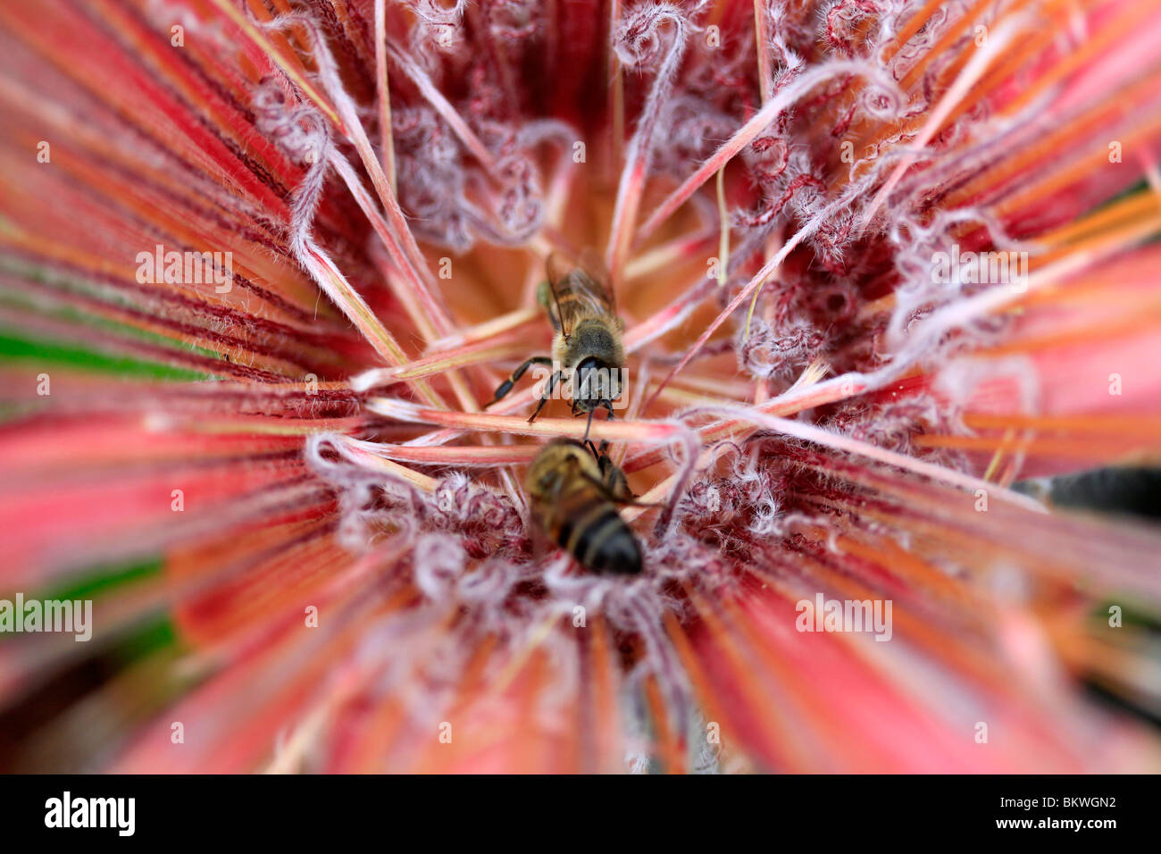 Pollinating bees hi-res stock photography and images - Alamy