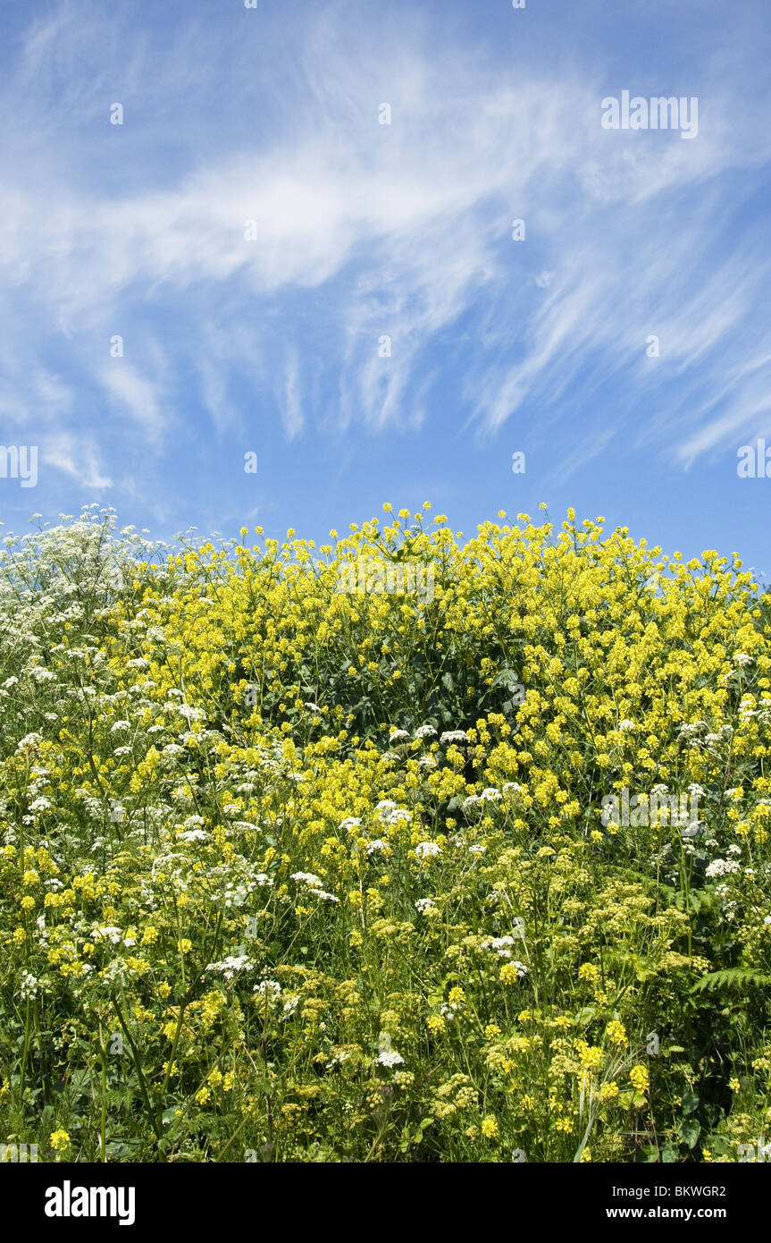 Spring flowers against blue sky and cirrus clouds Stock Photo - Alamy