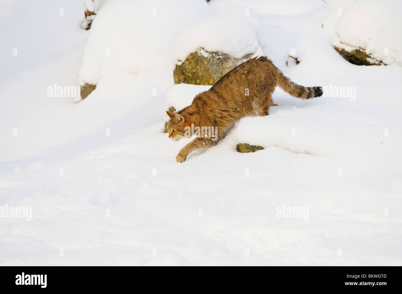 wildcat snow / Felis silvestris Stock Photo - Alamy