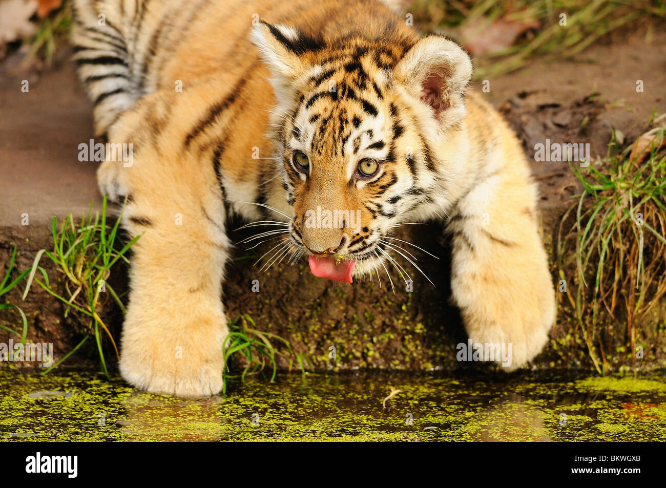 Siberian tiger cub water / Panthera tigris altaica Stock Photo - Alamy