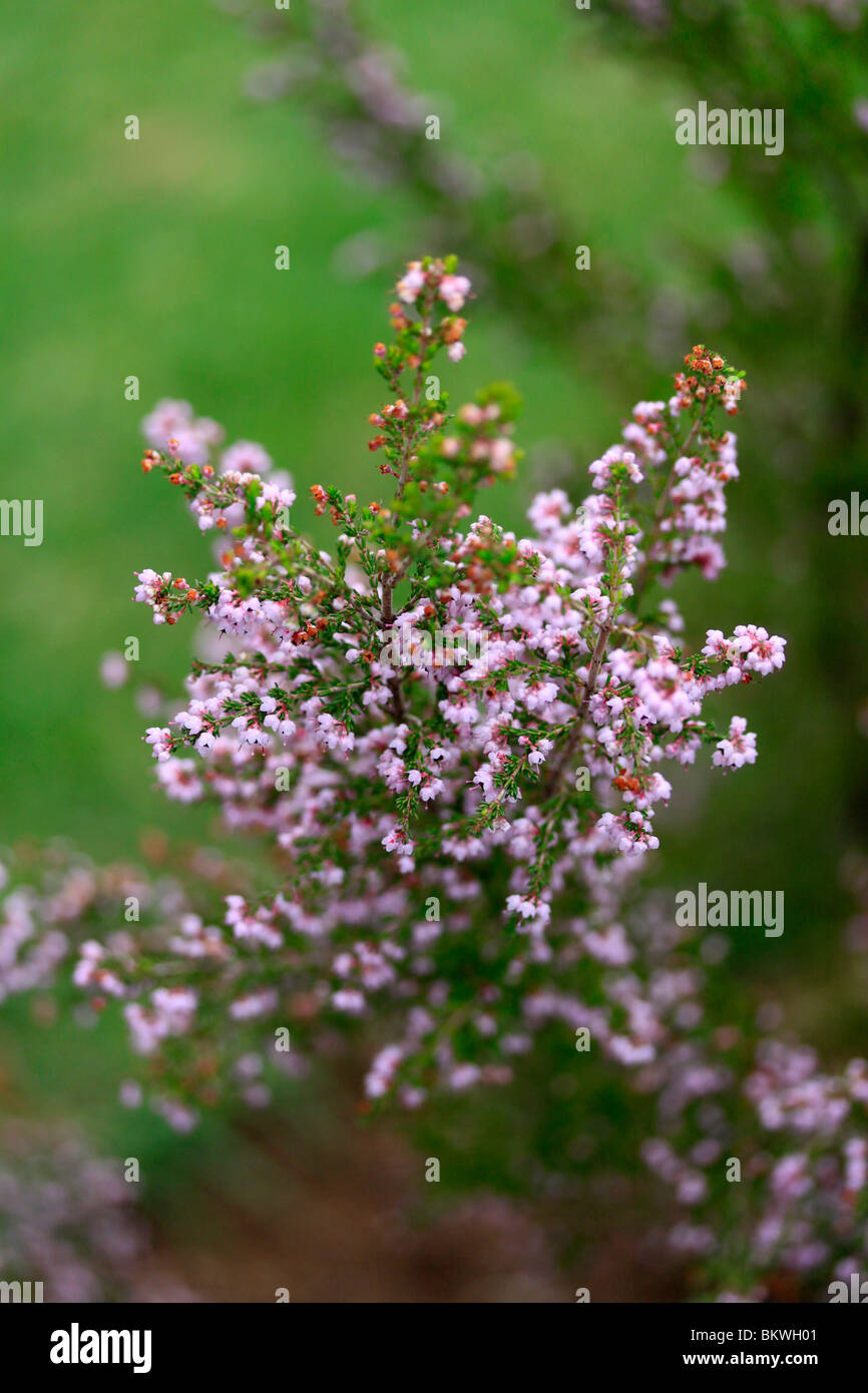 Coastal fynbos hi-res stock photography and images - Alamy