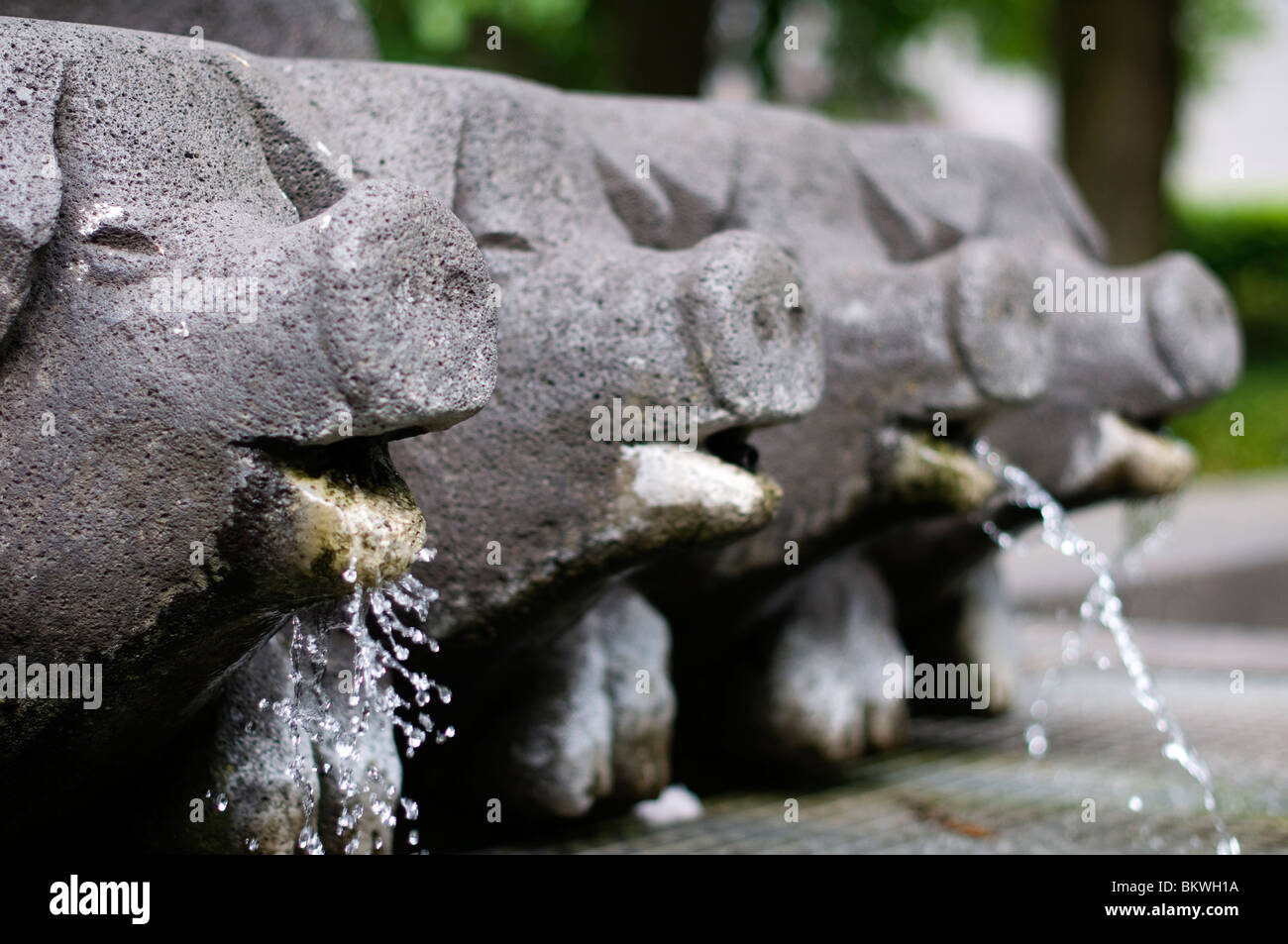 The fountain of pigs in Feste Zons (Germany Stock Photo - Alamy