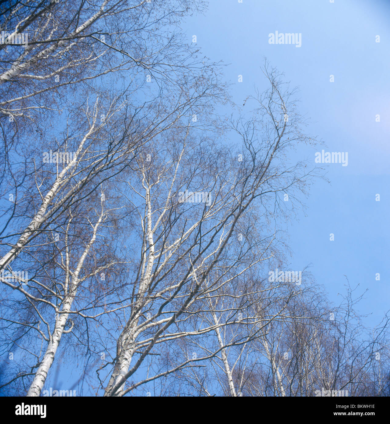Birch trees in early spring Stock Photo - Alamy