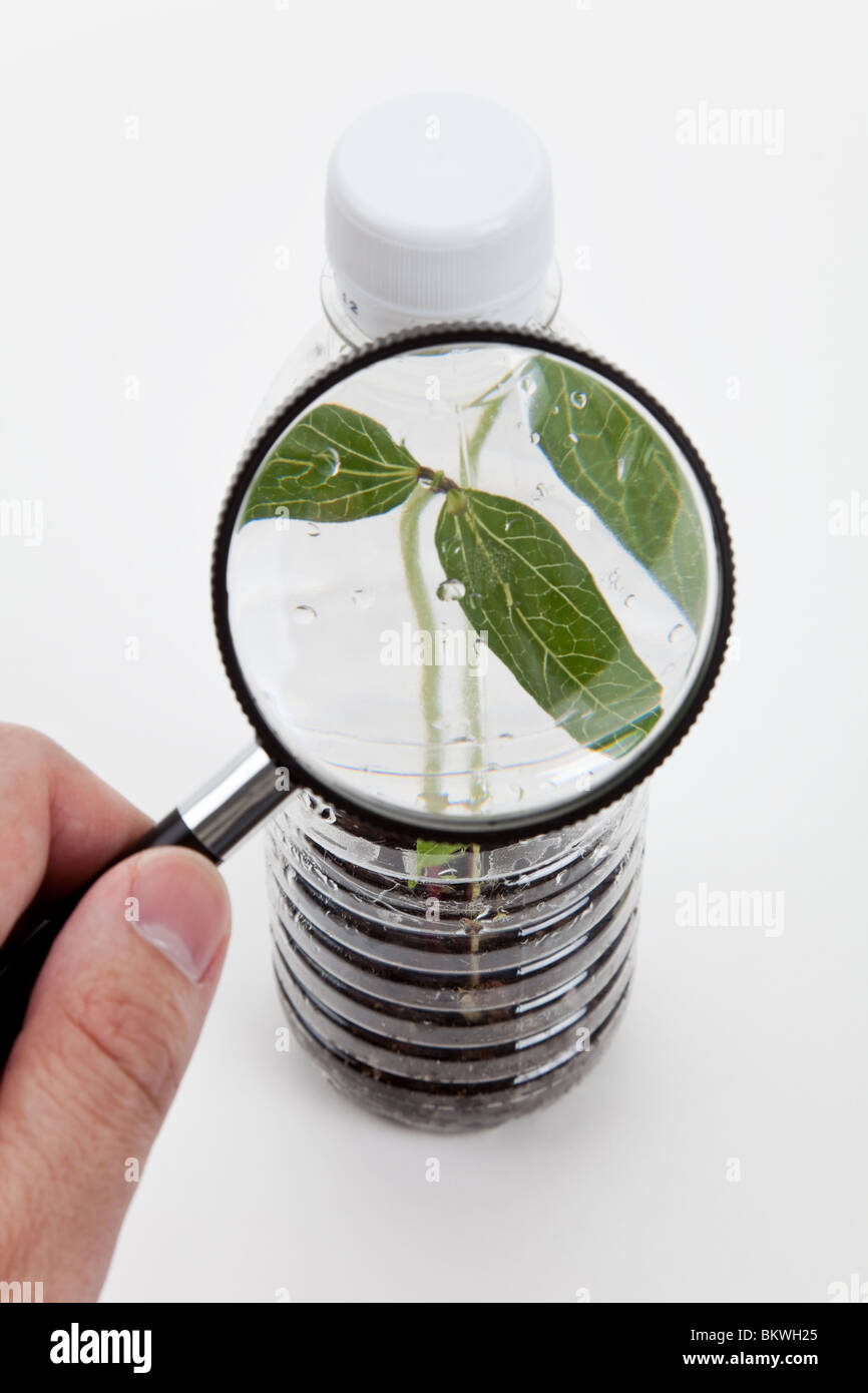 plastic bottle and Sprout with white background Stock Photo - Alamy
