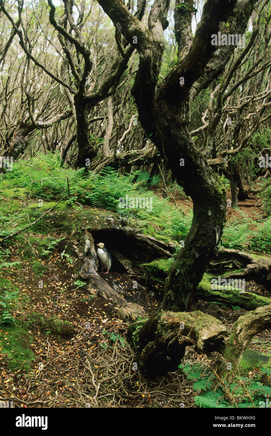 Rata forest enderby island hi-res stock photography and images - Alamy