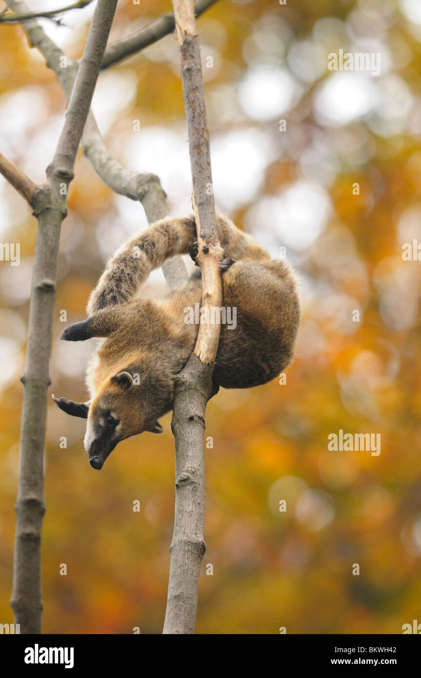 South American Coati lying tree / Nasua nasua Stock Photo - Alamy