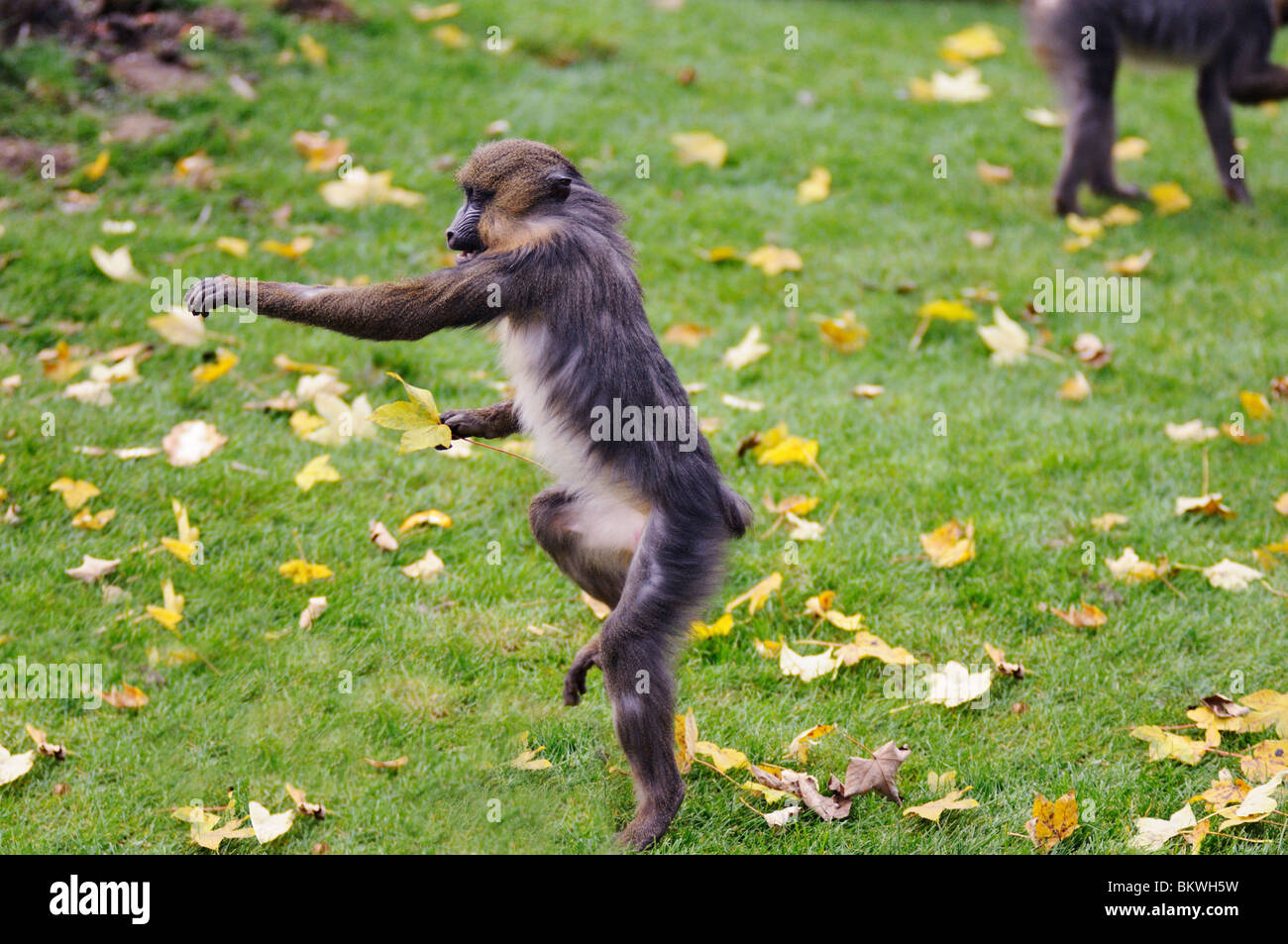 Mandrill jumping meadow / Mandrillus sphinx Stock Photo - Alamy