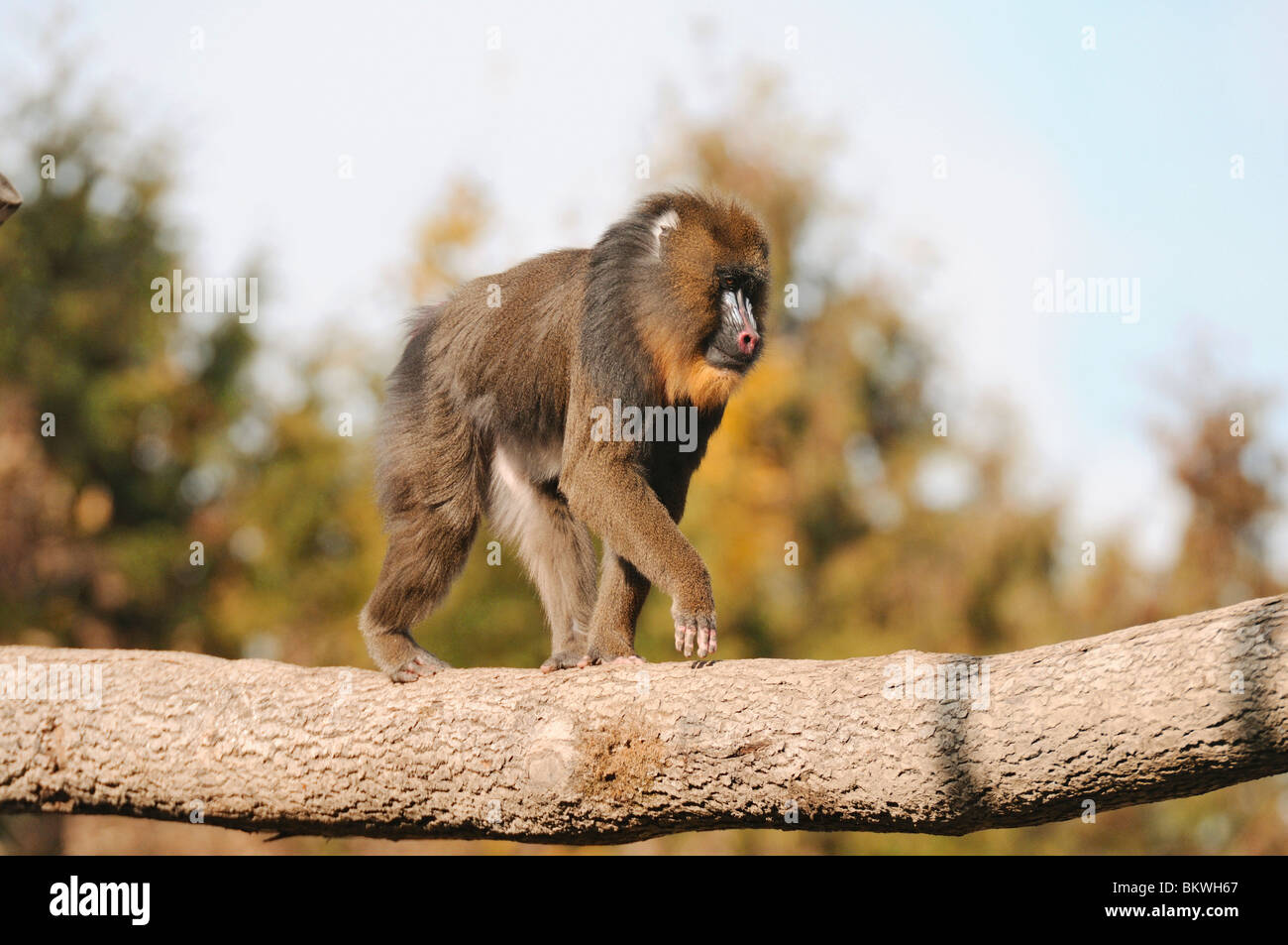 Walking mandrill hi-res stock photography and images - Alamy
