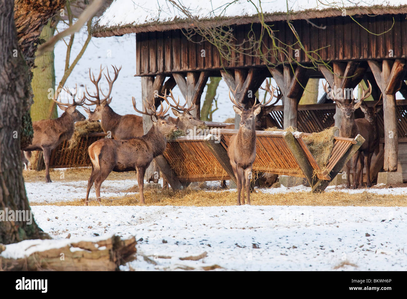 Manger stands hi-res stock photography and images - Alamy