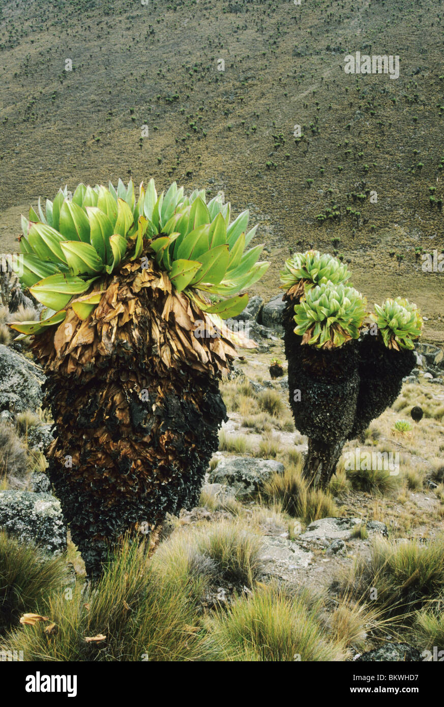 Giant groundsel plants hi-res stock photography and images - Alamy