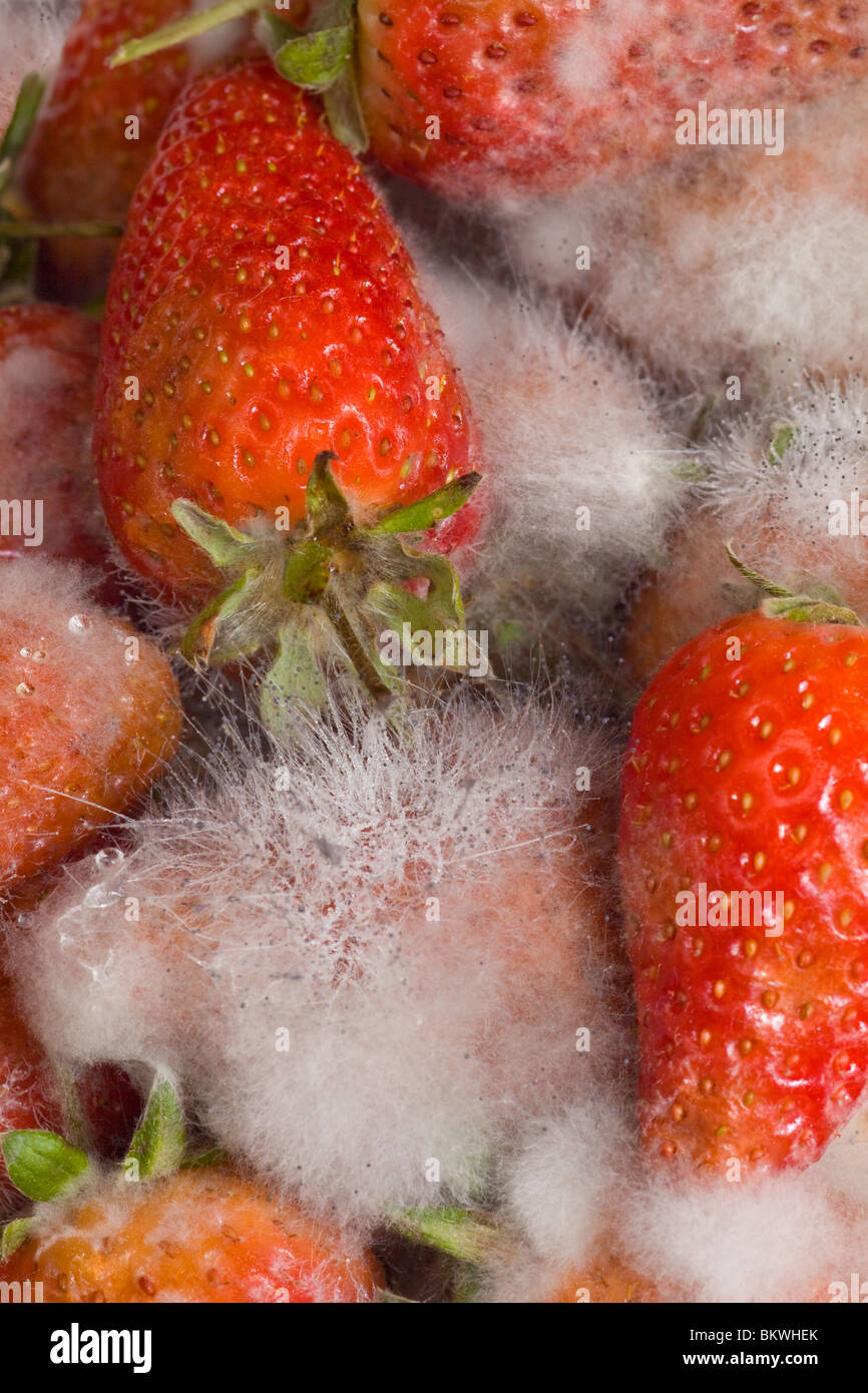 Fit to mould hi-res stock photography and images - Alamy