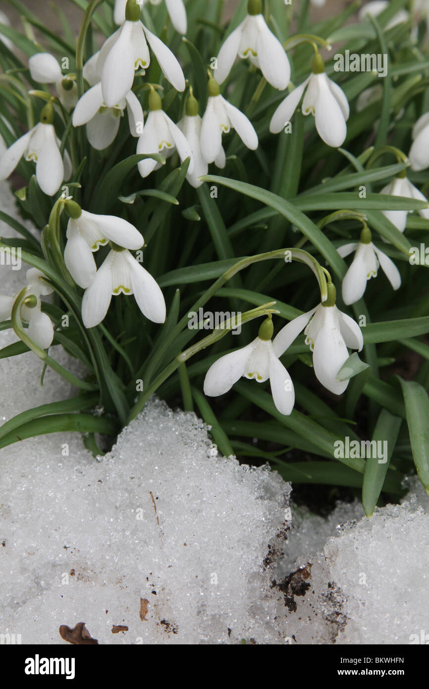 FIRST SNOWDROPS OF SPRING: Snowdrops appear as the last snow disappears ...