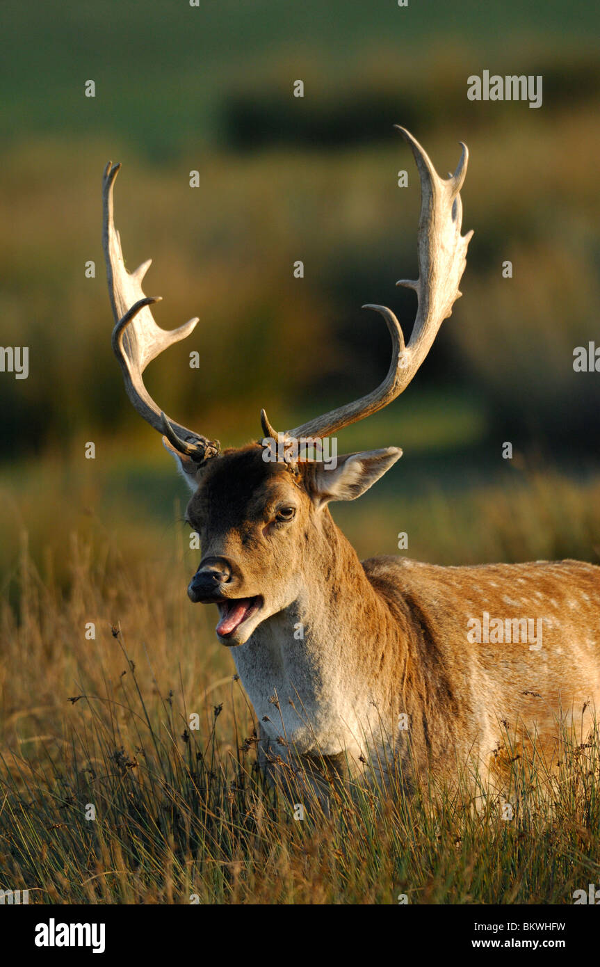 Fallow deer animal in bush hi-res stock photography and images - Alamy