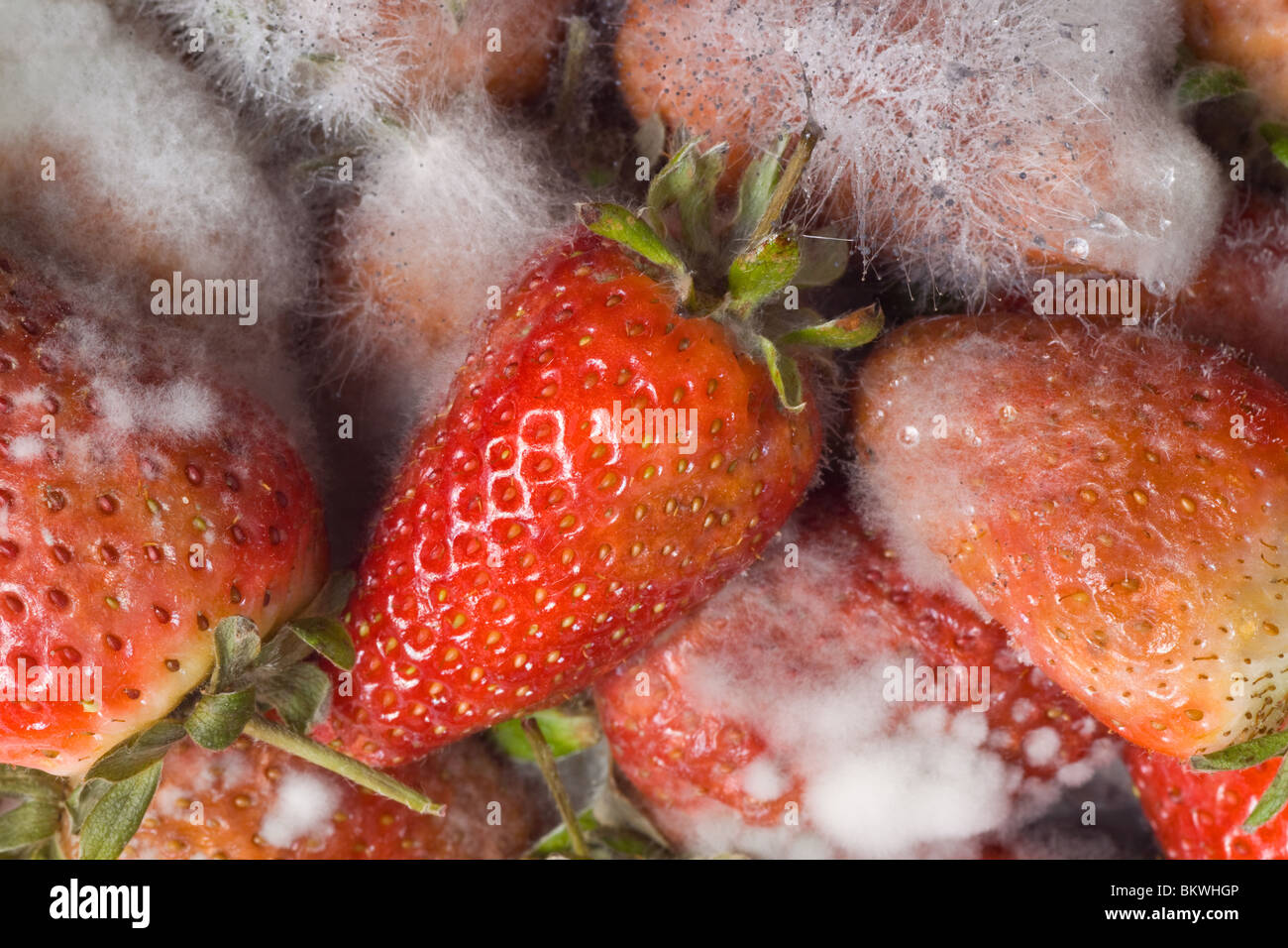 Mouldy strawberry hi-res stock photography and images - Alamy