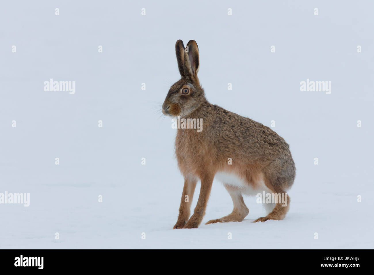 European hare sitting snow / Lepus europaeus Stock Photo - Alamy