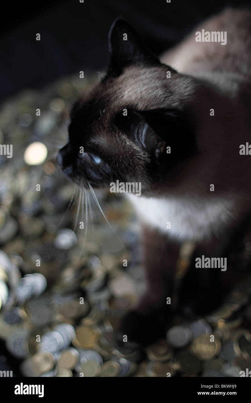 Money cat hi-res stock photography and images - Alamy