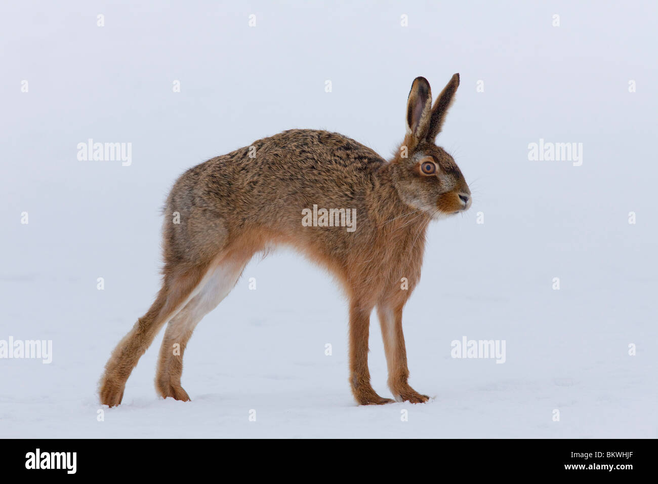 European hare standing snow stretching itself / Lepus europaeus Stock ...